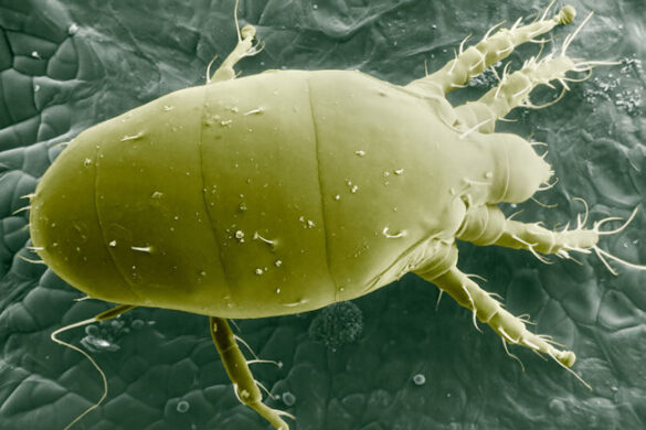 Plusia gamma "Autographa gamma" - Hortoinfo