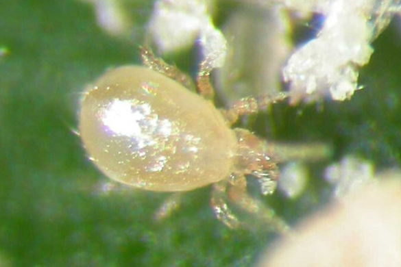 Amblyseius californicus - Hortoinfo