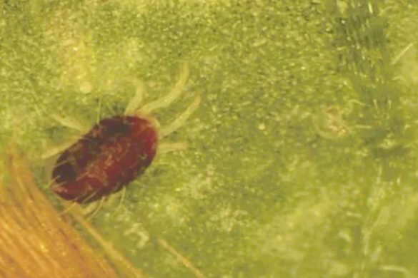 Araña roja. (Tetranychus urticae) - Hortoinfo