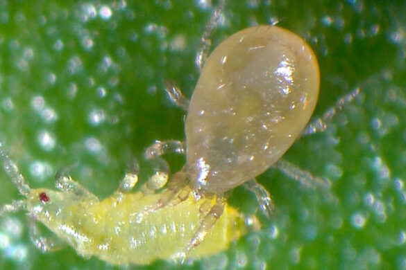 Amblyseius cucumeris - Hortoinfo