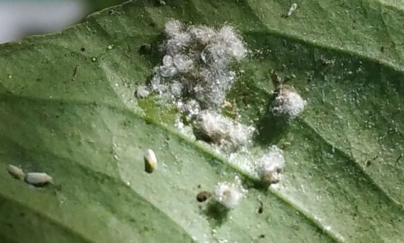 Cochinilla algodonosa (Cotonet) - Hortoinfo