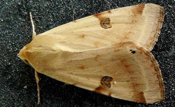 Heliotis (peltigera) - Hortoinfo