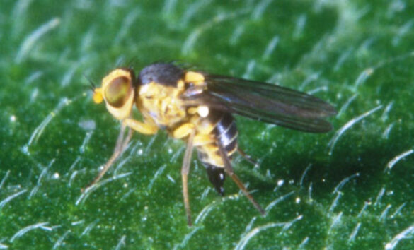 Minador de las hojas. (Liriomyza trifolii) - Hortoinfo