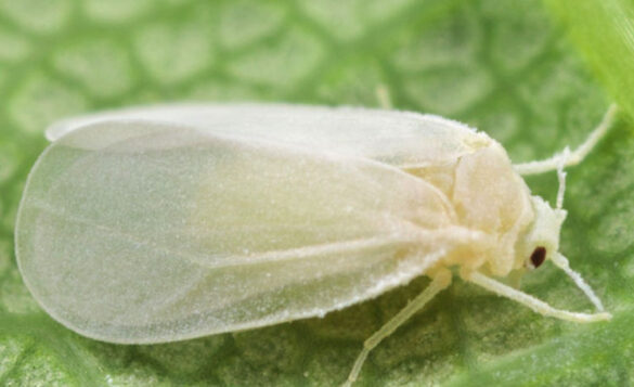 Mosca blanca. (Bemisia tabaci) - Hortoinfo