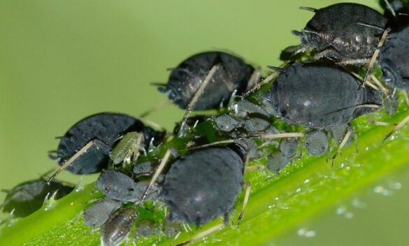 Pulgón negro de las habas. (Aphis fabae) - Hortoinfo