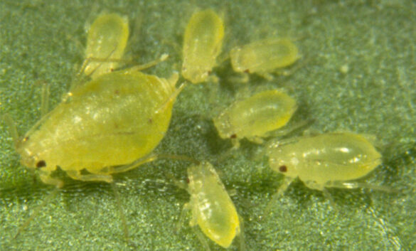 Pulgón verde. (Myzus Persicae) - Hortoinfo