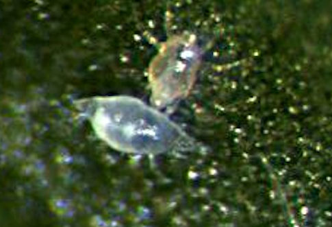 Araña blanca (Polyphagotarsonemus latus) - Hortoinfo